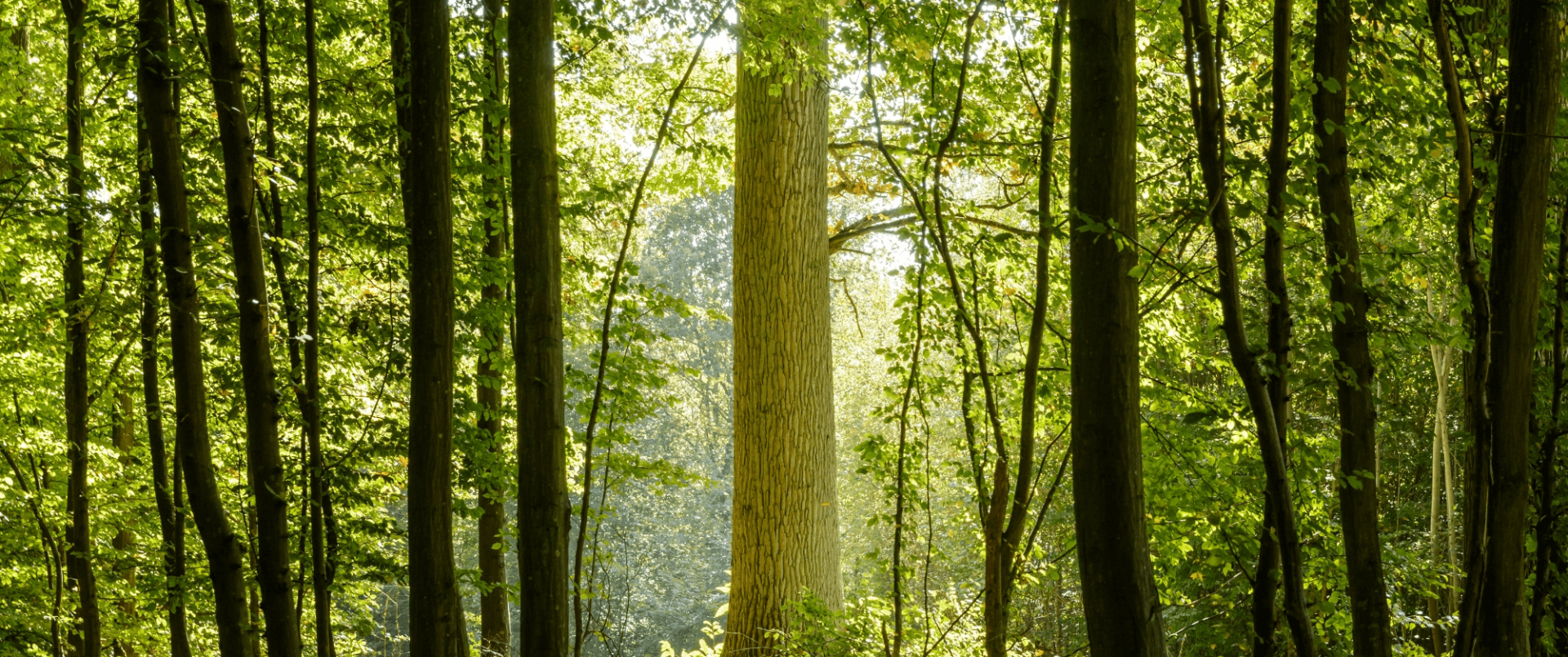 SEBSO, une volonté d'excellence au service de la récolte des bois
